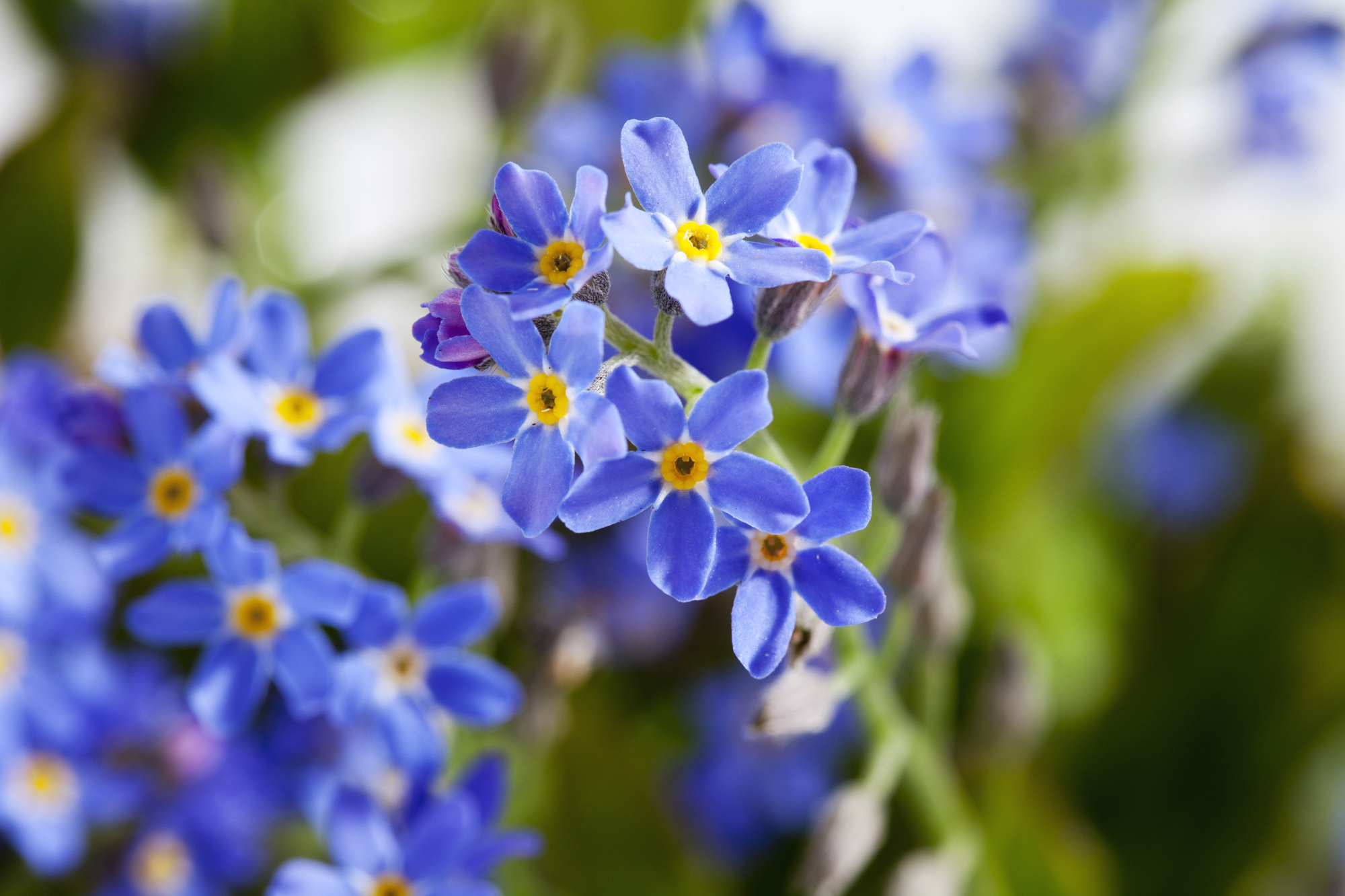 Margrethe Karlsen List Of State Flowers With Pictures The Blooms