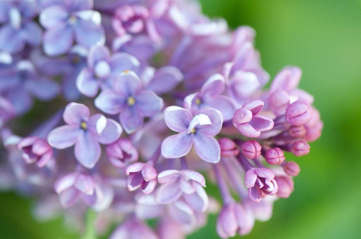 Lilac Facts - What You Should Know About Lilacs