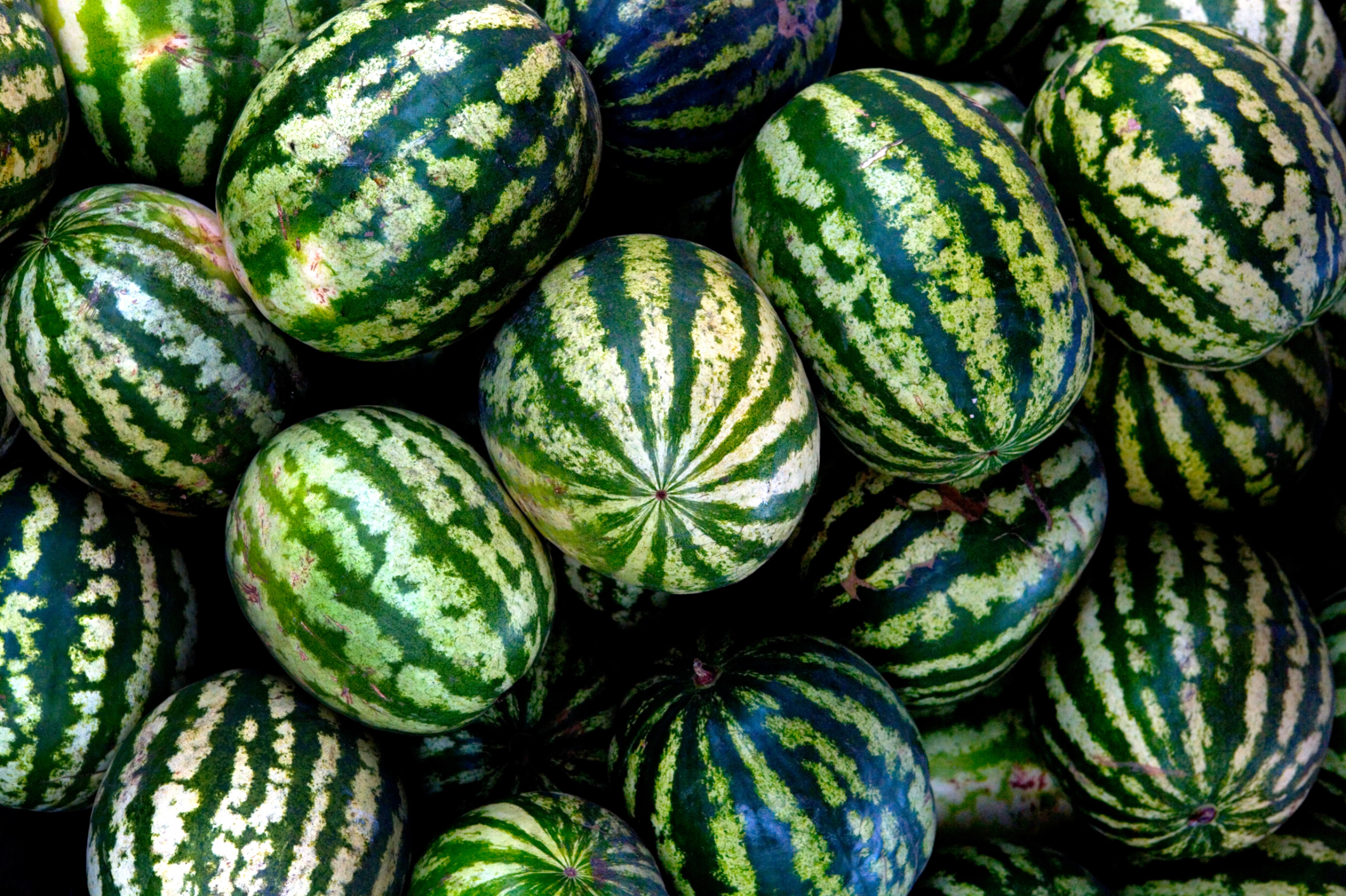 History of Watermelons - The Watermelon of the Past is Almost ...