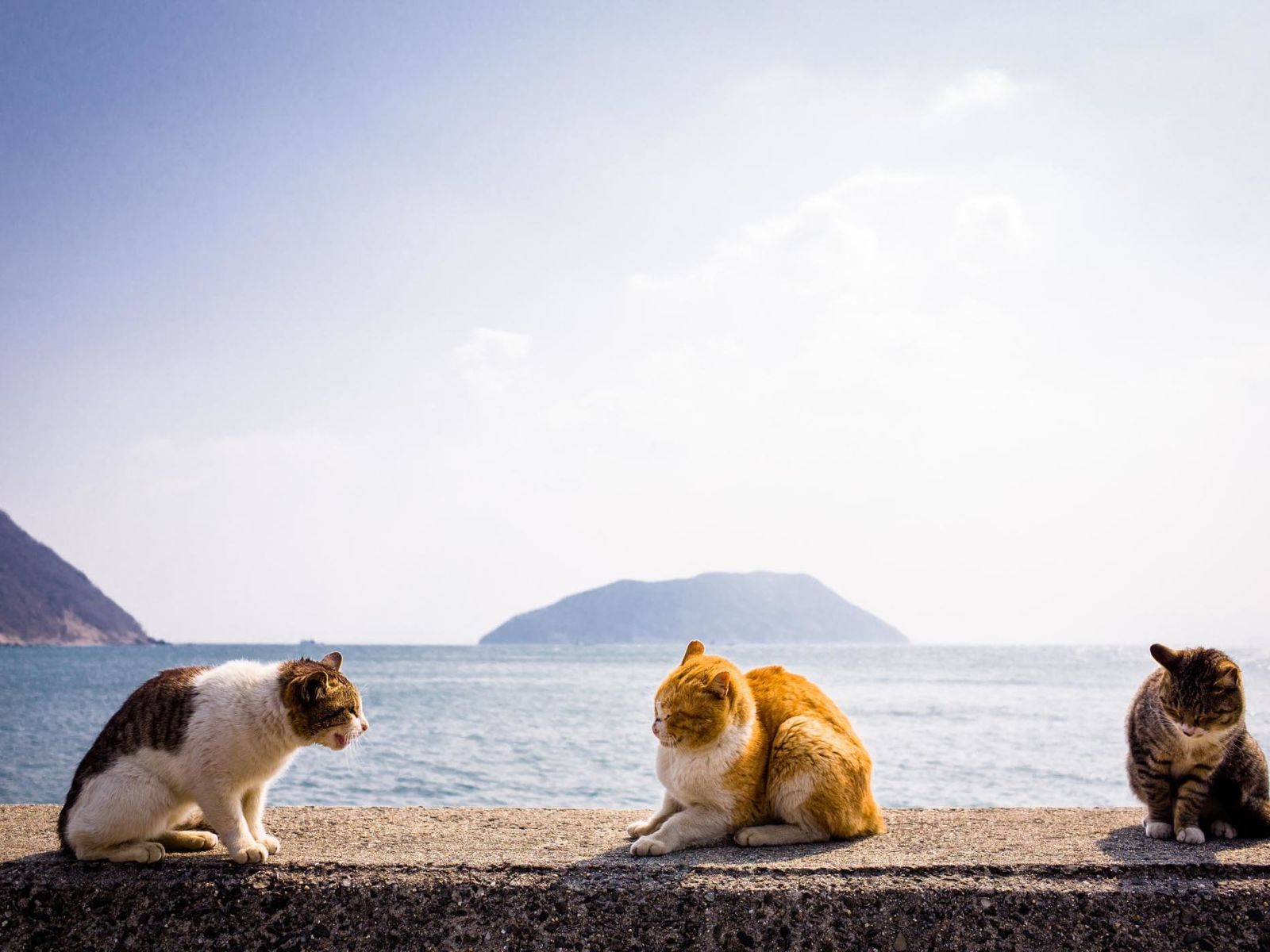 Aoshima Japans Cat Island Japan Web Magazine