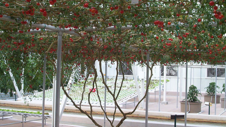 Tomato Tree Walt Disney World New Fall 2024 Menu Coming Soon To Space