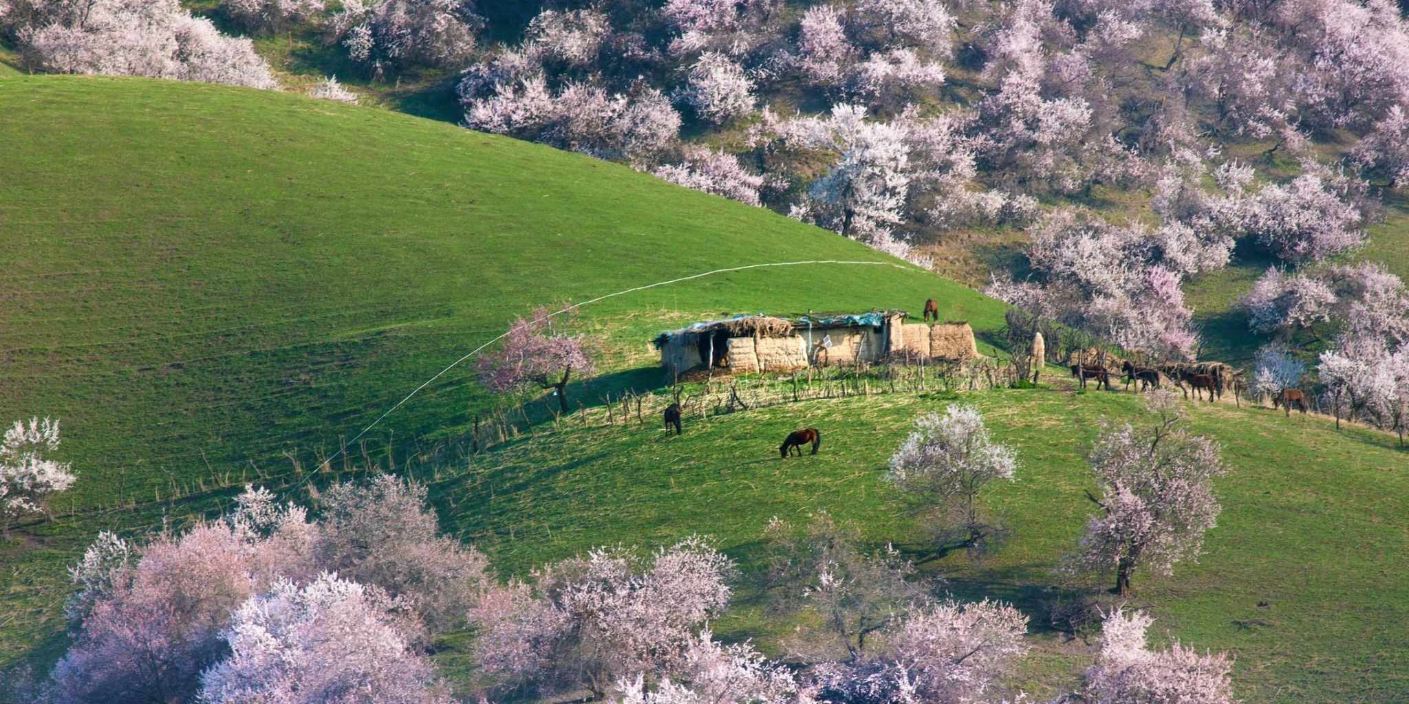 Apricot Tree Flowers