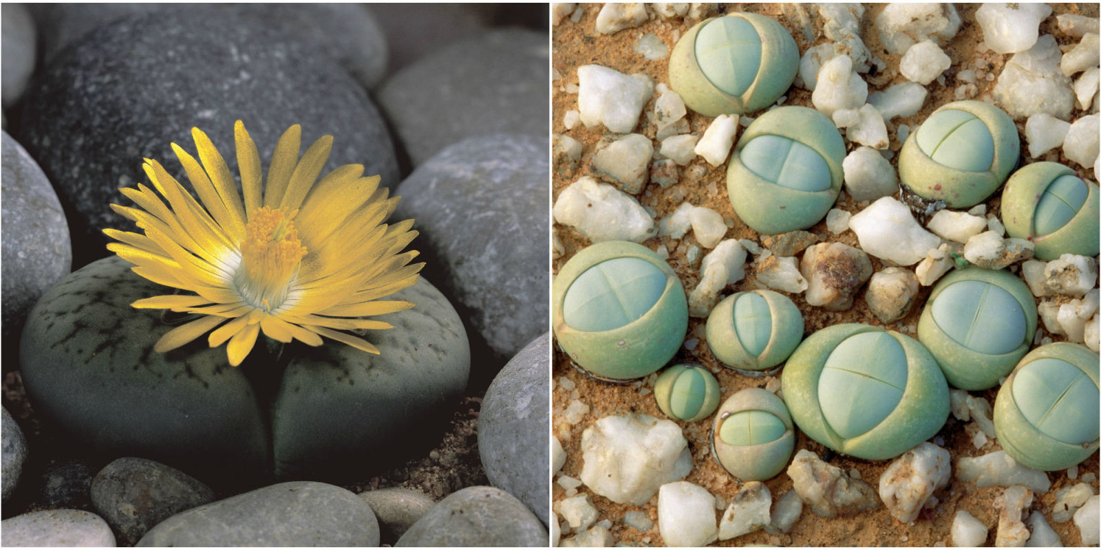 17 Strange Houseplants - Weirdest Indoor Plants